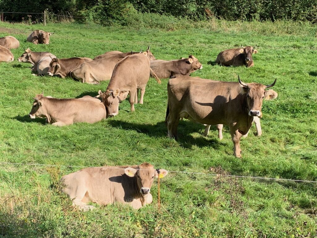 Günztal Weiderind - Darum ist es mehr als Naturschutz
